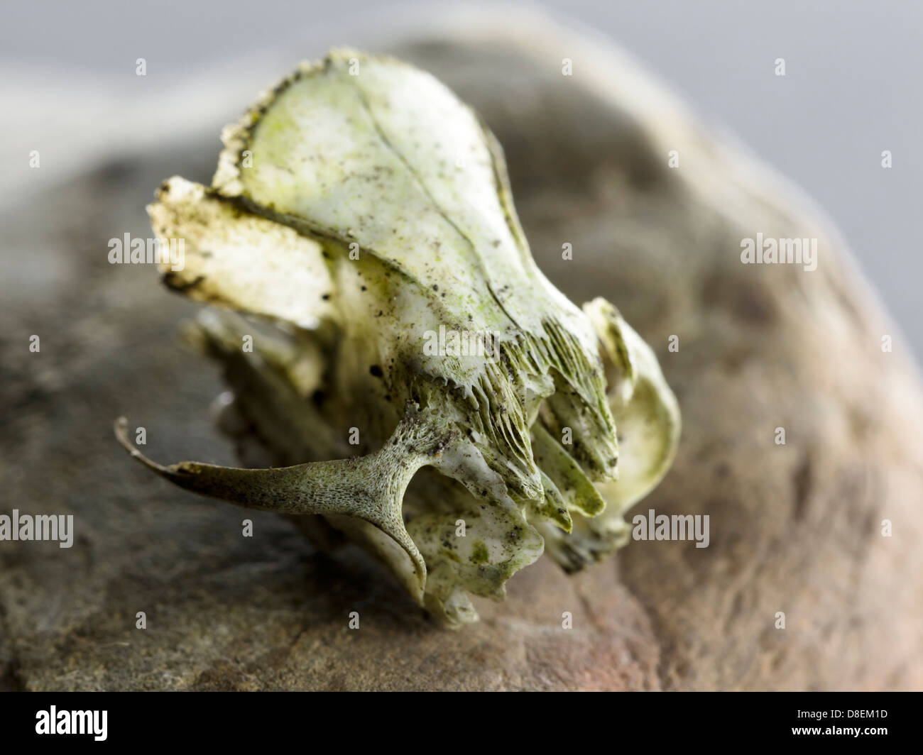 Mouse skeleton hi-res stock photography and images - Alamy
