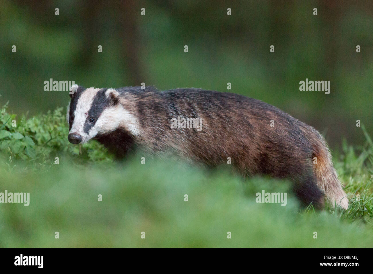 Female Badger (Meles meles) in woodland, portrait. UK Stock Photo - Alamy