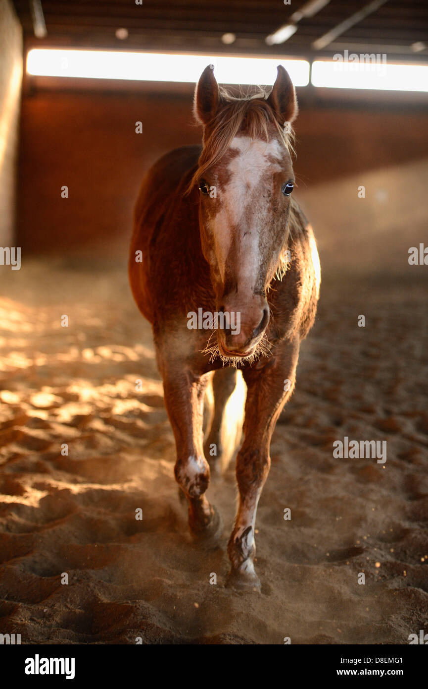Riding hall hi-res stock photography and images - Alamy