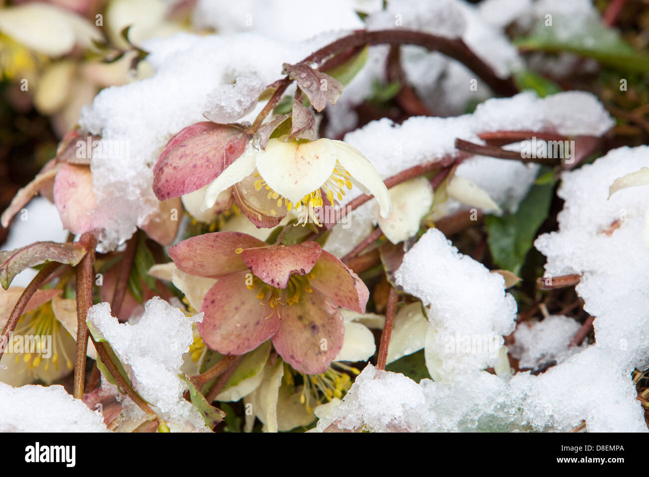 A Hellebore covered in snow, Ambleside, Lake District, UK Stock Photo ...