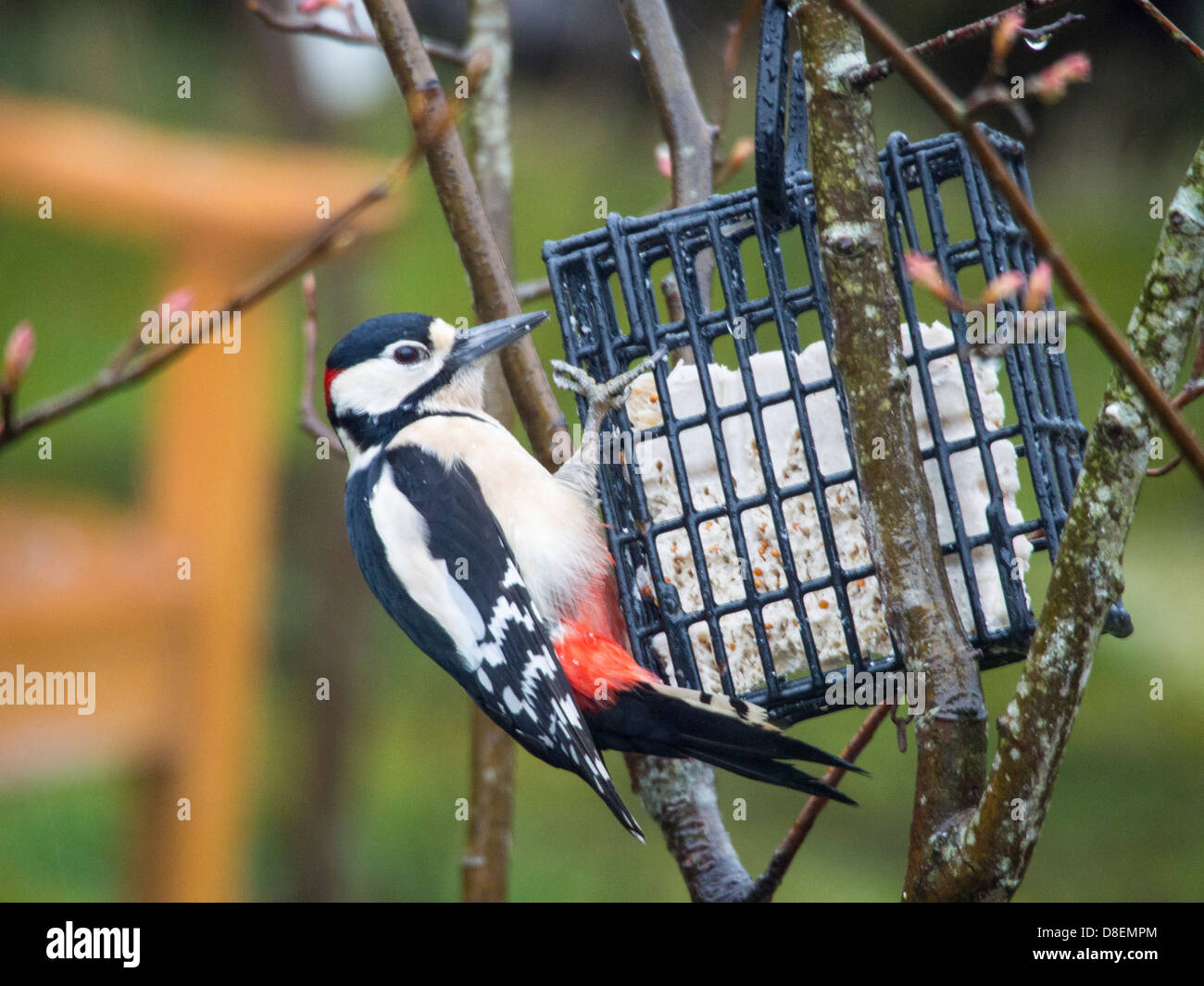 A Great Spotted Woodpecker (Dendrocopus major) on fat feeder in a ...