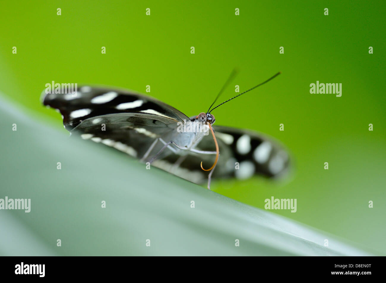 Butterfly Blue-banded Purplewing (Myscelia cyaniris) on a leaf Stock ...