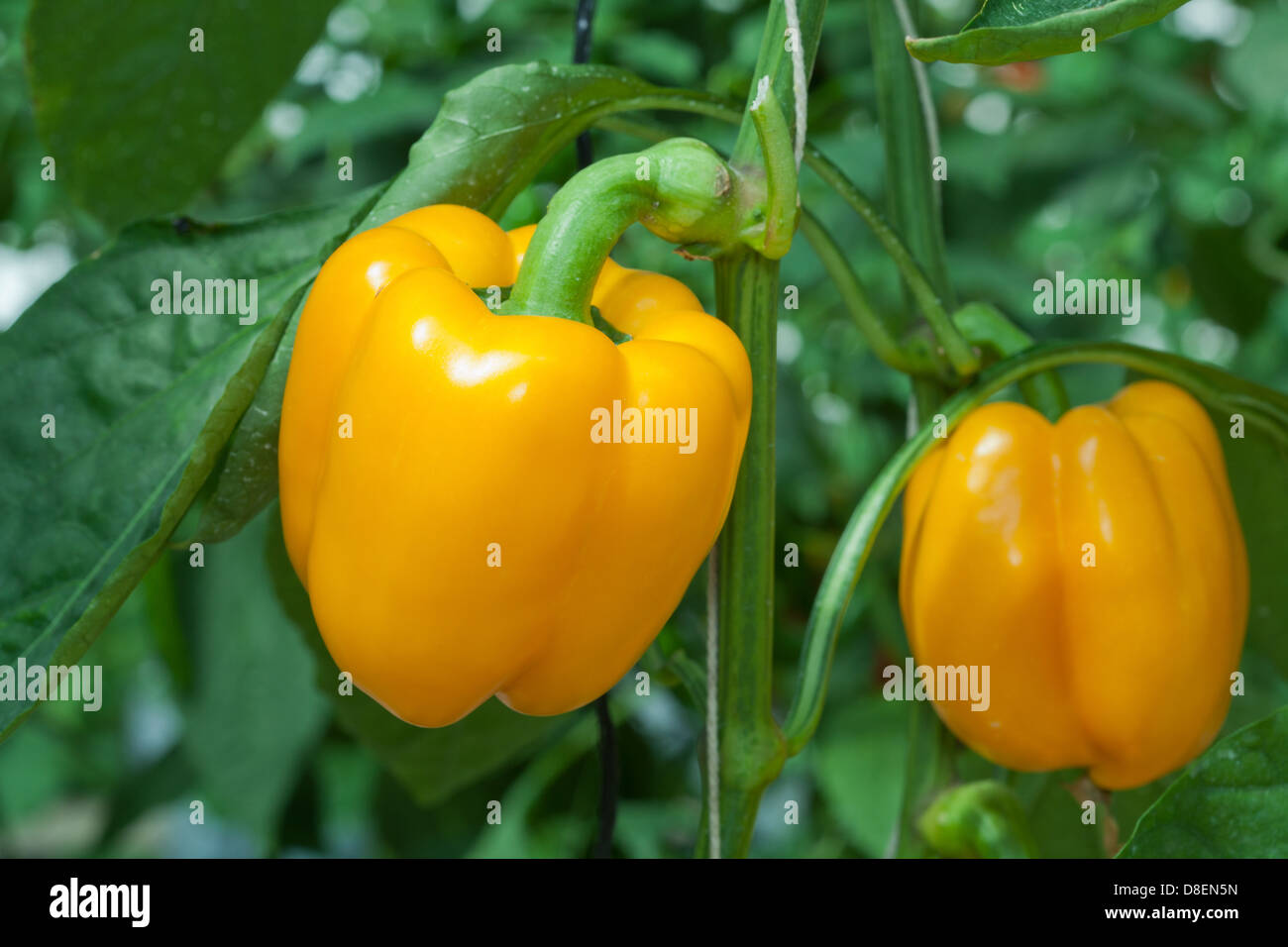 Paprika plant leaf hi-res stock photography and images - Alamy