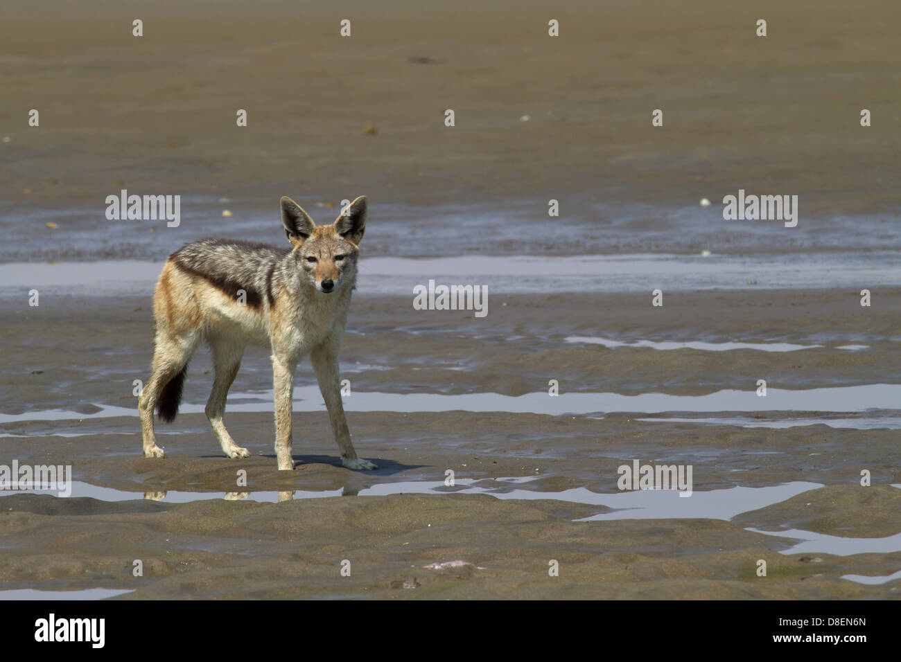 Silver Backed Jackal at Sandwich Harbour, Namibia Stock Photo - Alamy