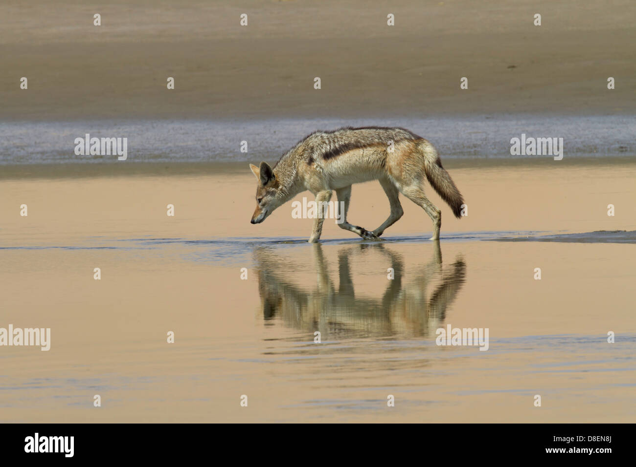 Silver Backed Jackal at Sandwich Harbour, Namibia Stock Photo - Alamy