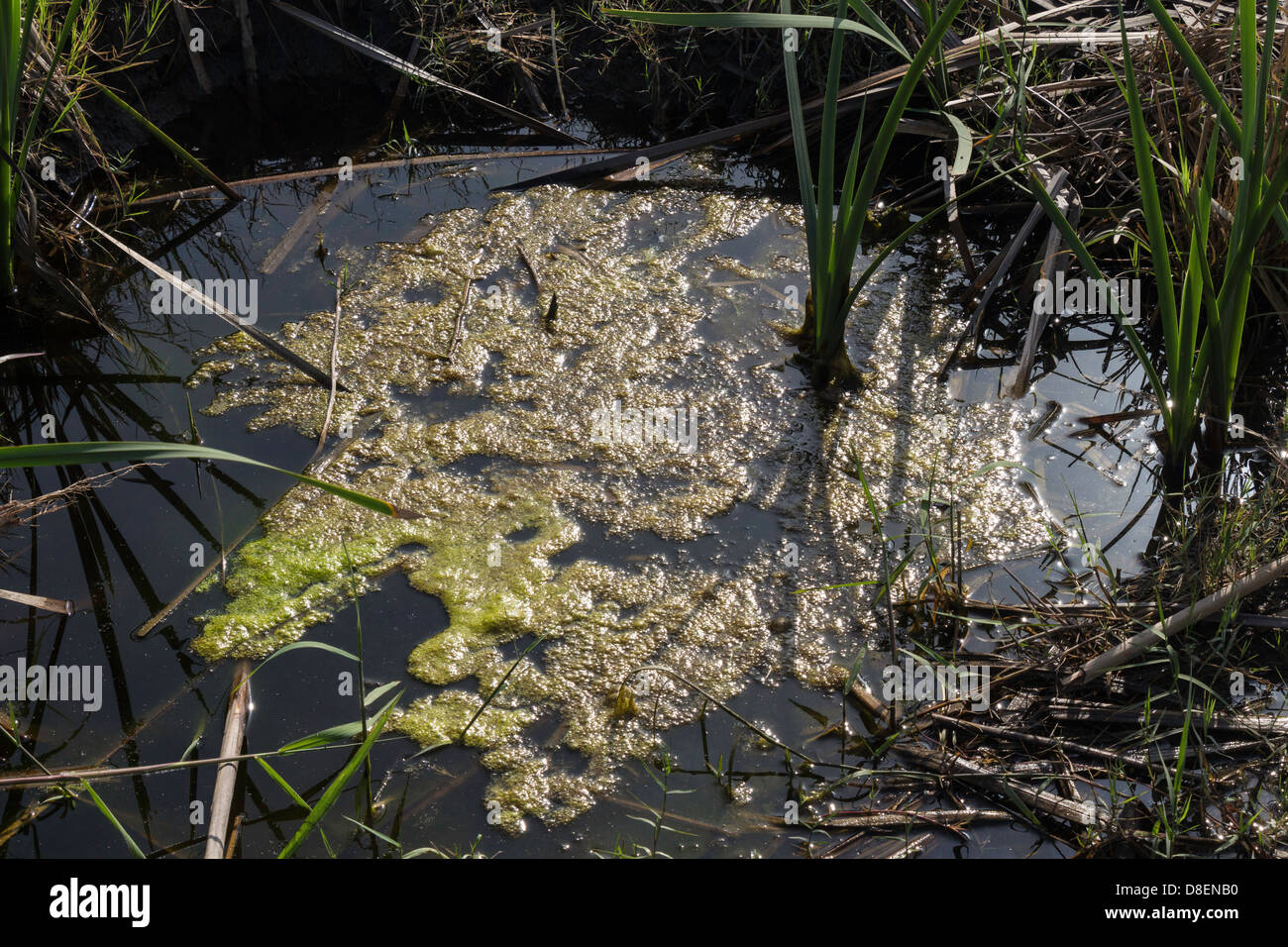 Stagnant water algae hi-res stock photography and images - Alamy