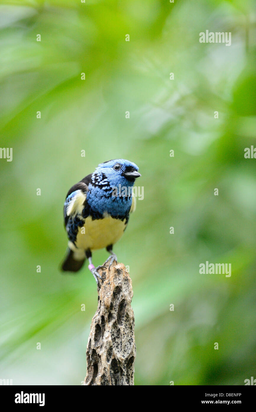 Turquoise Tanager (Tangara mexicana Stock Photo - Alamy