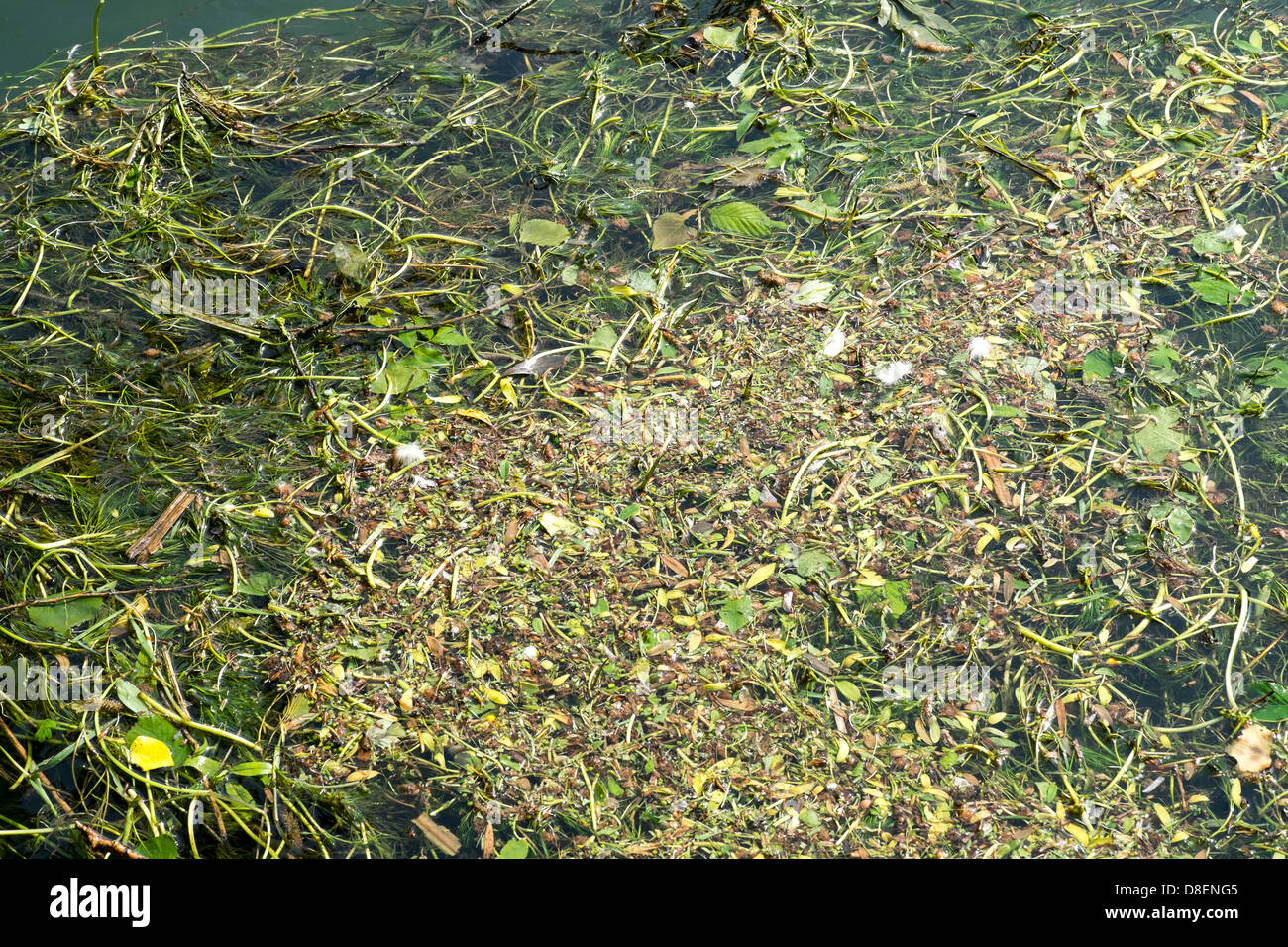 Tangle weeds hi-res stock photography and images - Alamy