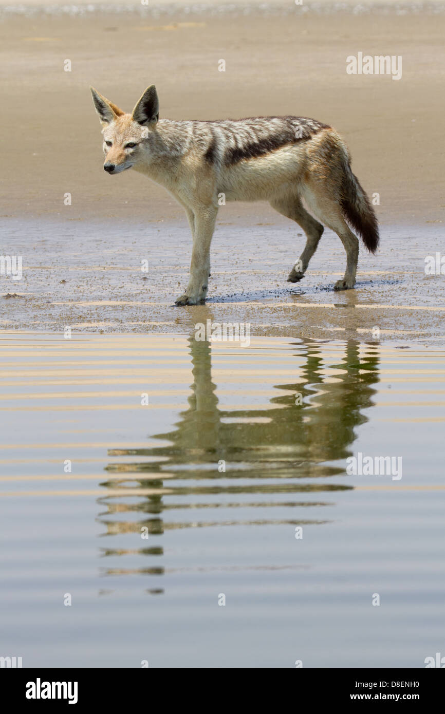 Silver Backed Jackal at Sandwich Harbour, Namibia Stock Photo - Alamy