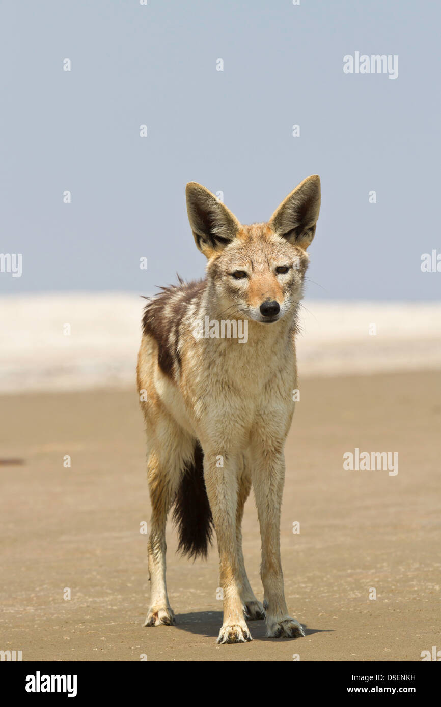 Silver Backed Jackal at Sandwich Harbour, Namibia Stock Photo - Alamy