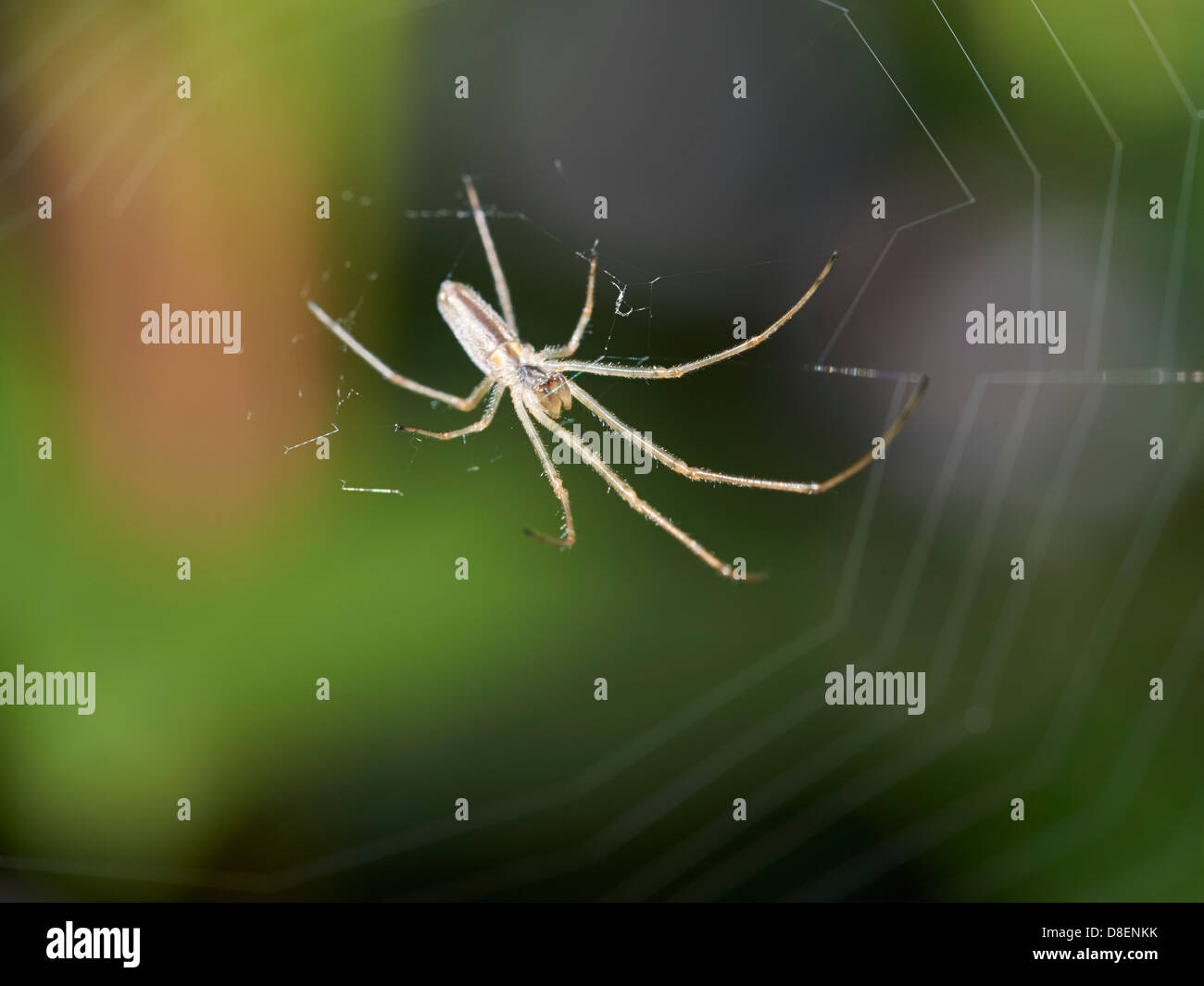Spider waiting patiently in web for prey Stock Photo - Alamy
