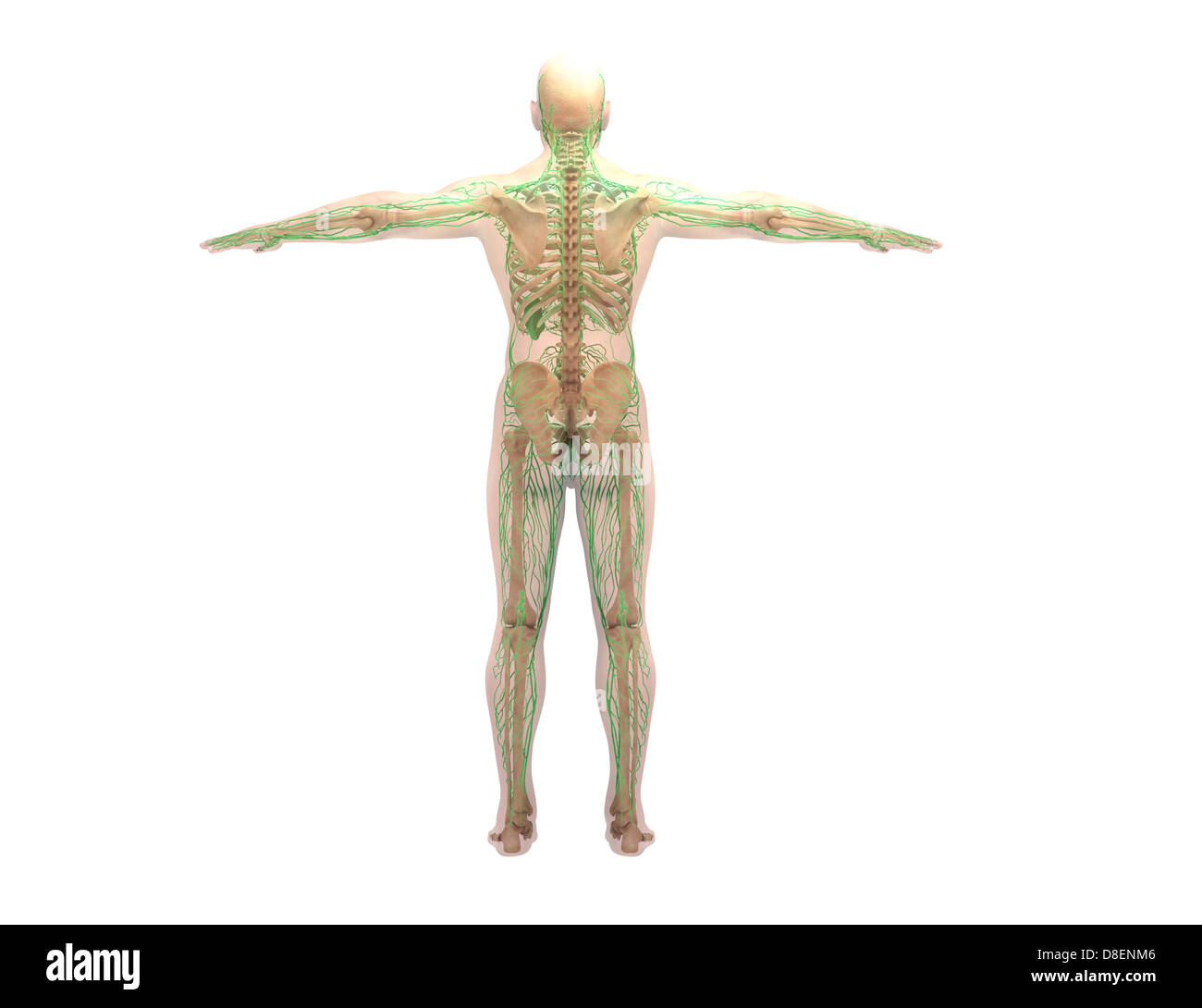 Anatomic hi-res stock photography and images - Alamy