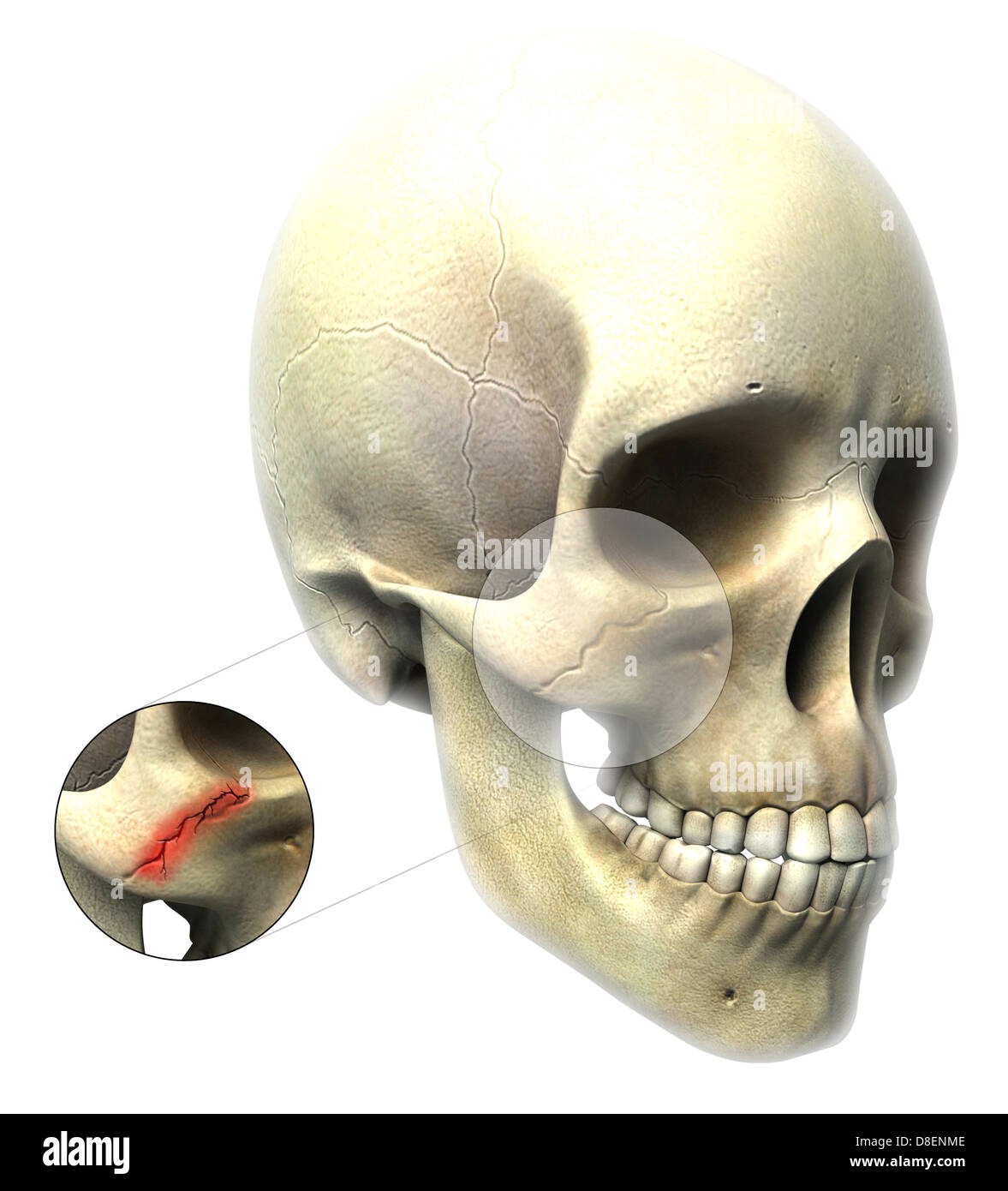 Human organ bone color Cut Out Stock Images & Pictures - Alamy