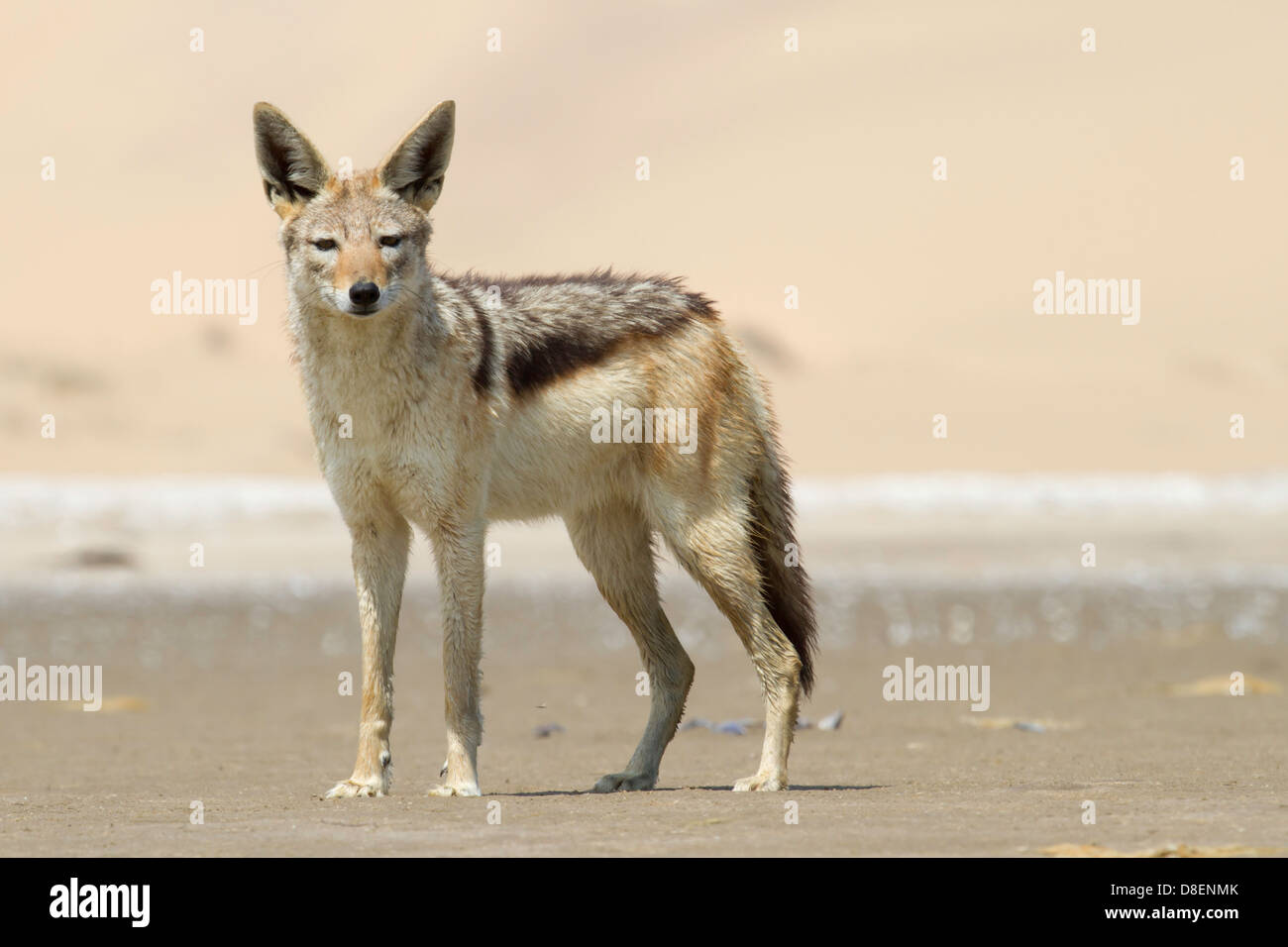 Silver backed jackal hi-res stock photography and images - Alamy
