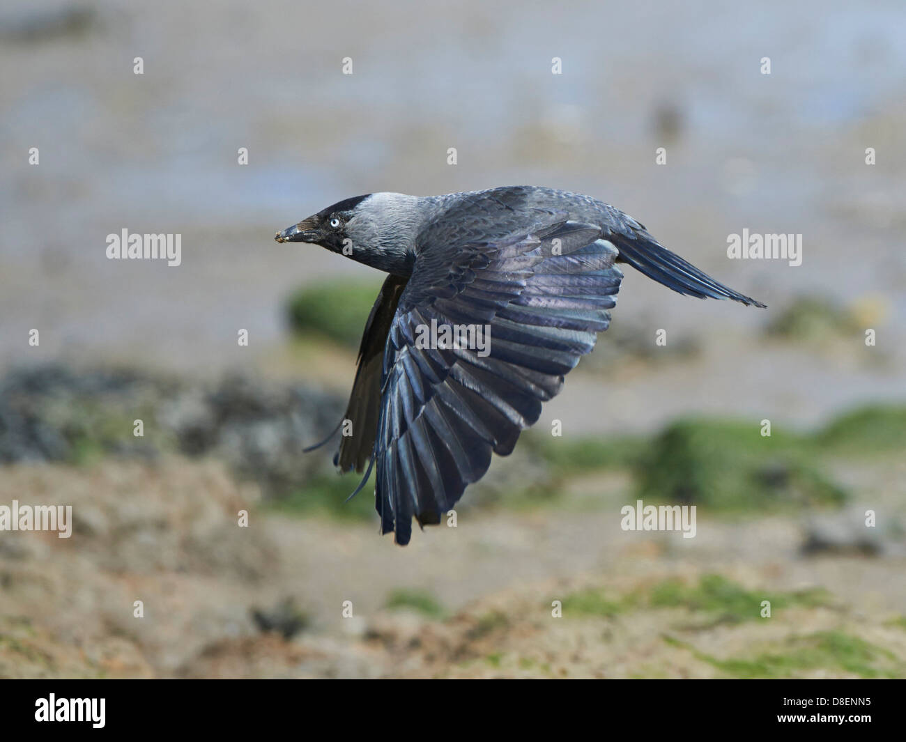 Jackdaw in flight Stock Photo - Alamy