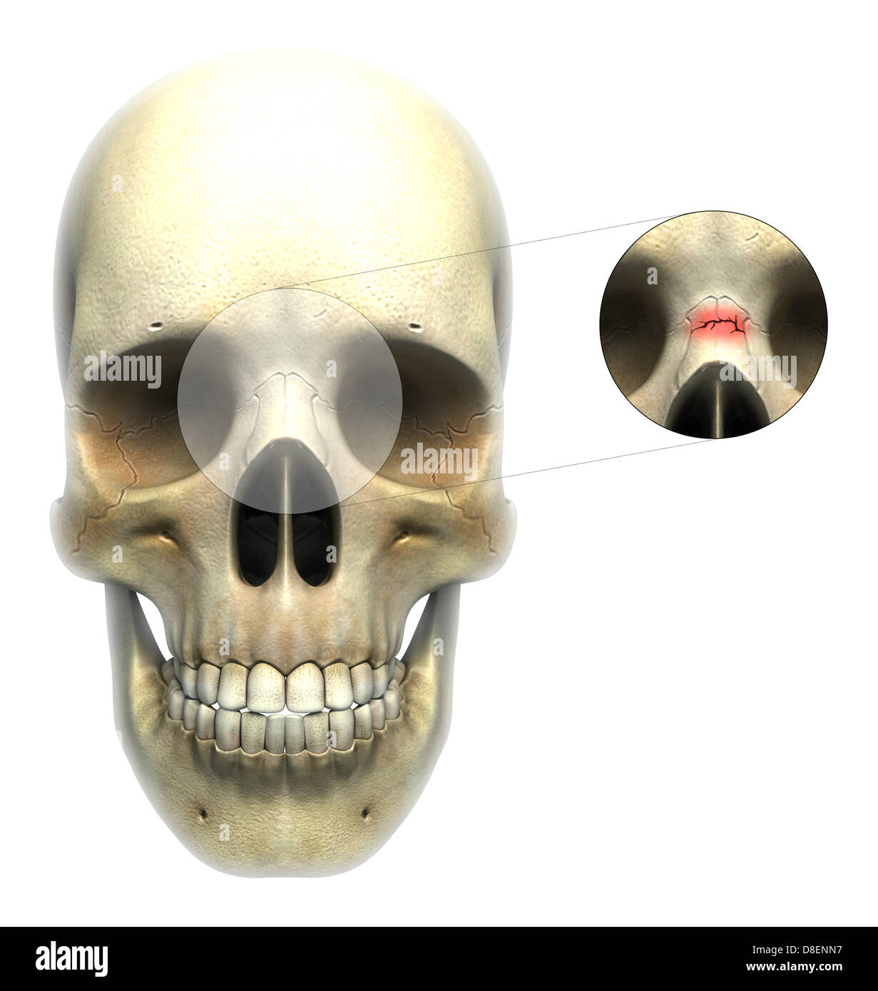 Human organ bone color Cut Out Stock Images & Pictures - Alamy