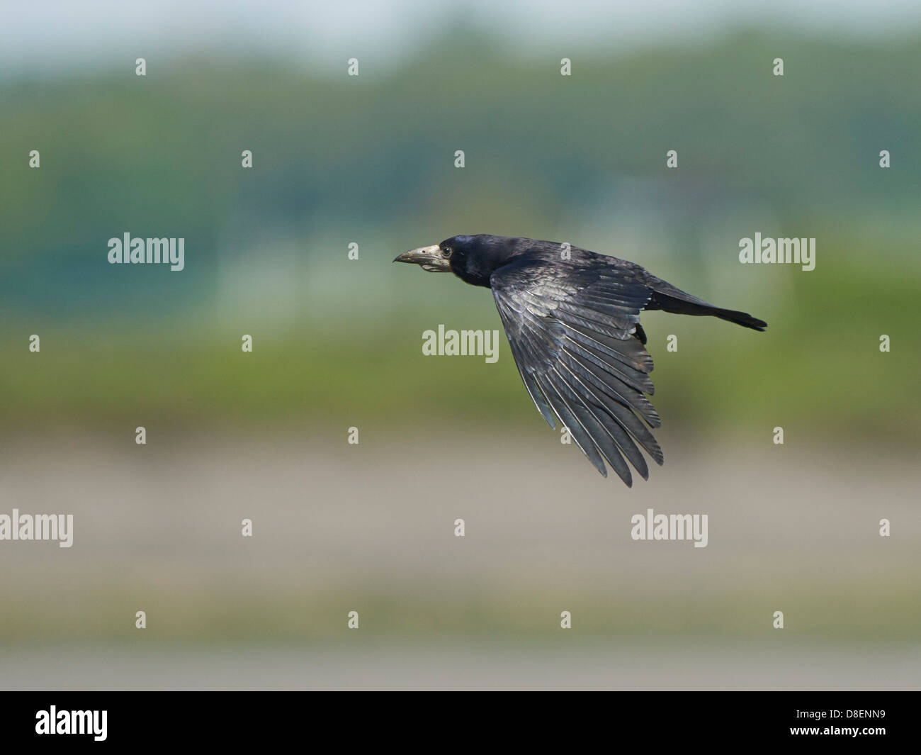 Rook in flight Stock Photo - Alamy