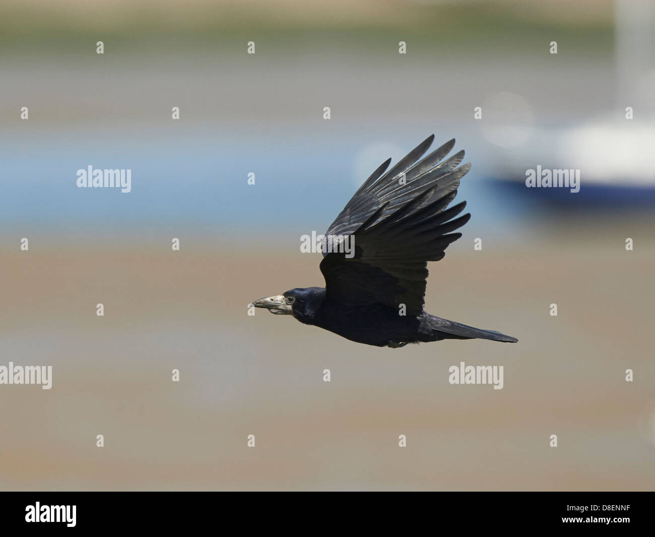 Rook in flight Stock Photo - Alamy