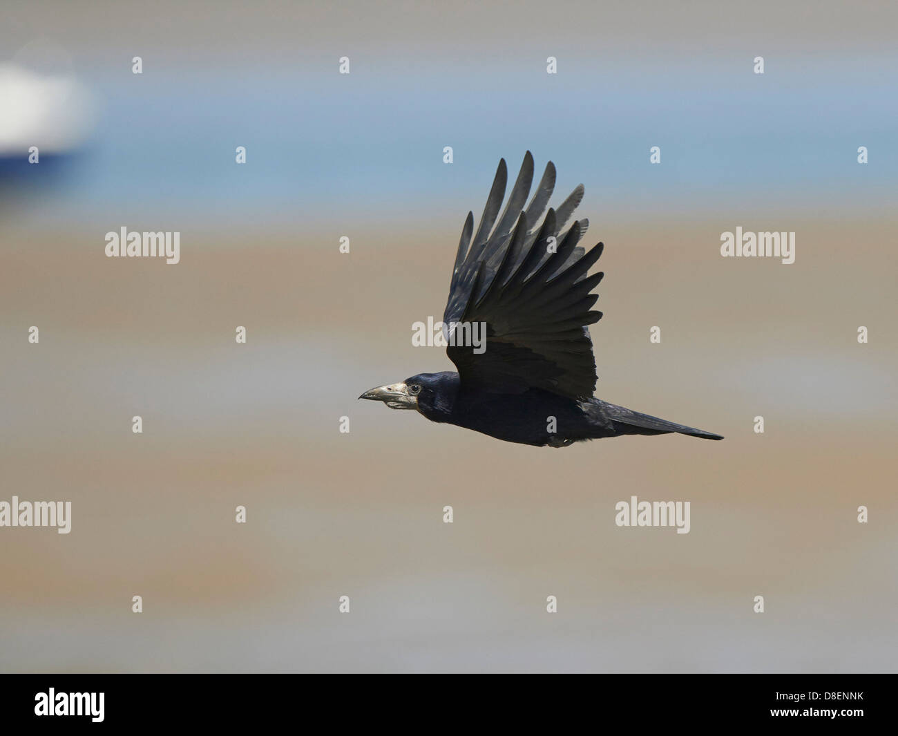 Rook in flight Stock Photo - Alamy