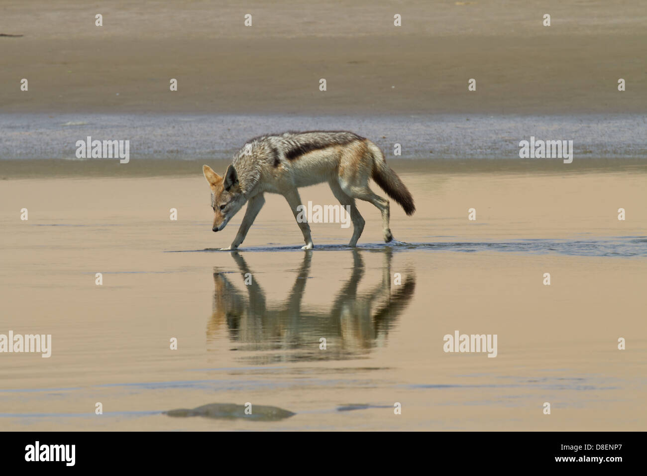 Silver Backed Jackal at Sandwich Harbour, Namibia Stock Photo - Alamy