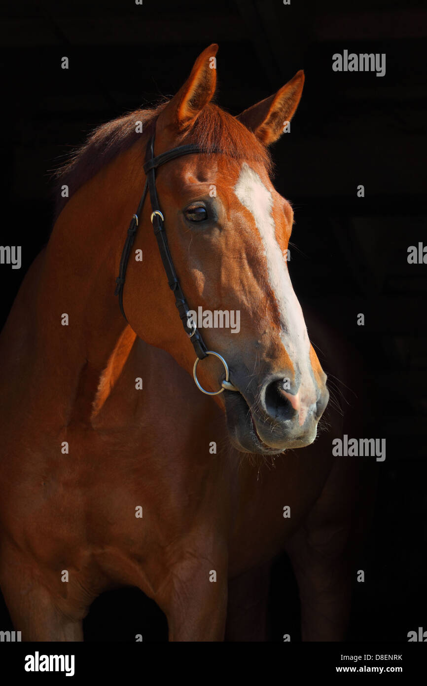 Thoroughbred race horse portrait on dark stable Stock Photo - Alamy