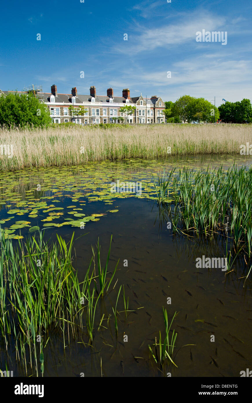 Cardiff bay wetland nature reserve hi-res stock photography and images ...