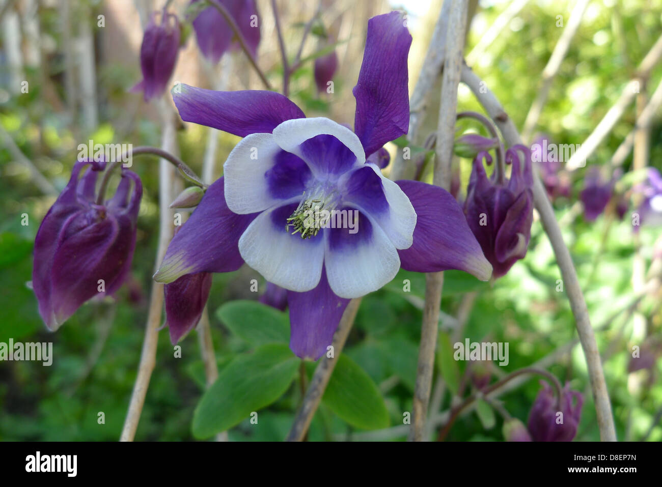 Purple and White Aquilegia Flower Stock Photo - Alamy