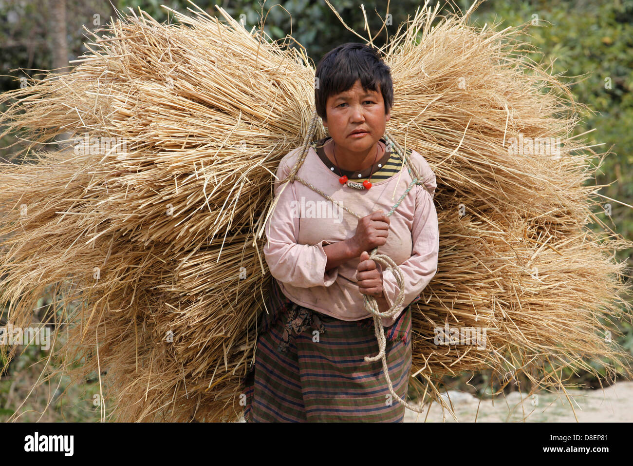 Peasant carrying rice straw, Punakha, Bhutan, Asia Stock Photo - Alamy
