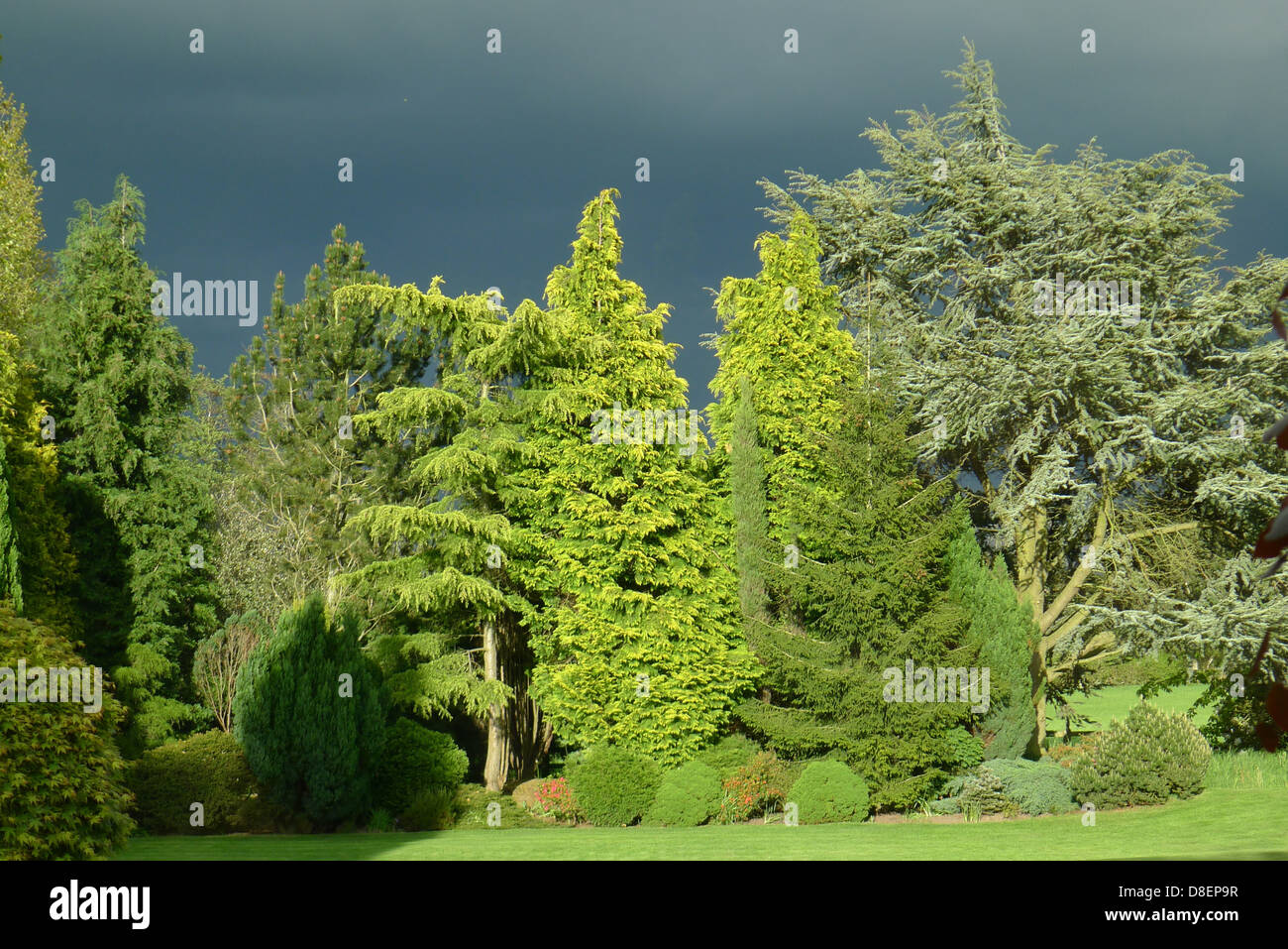 Grey trees hi-res stock photography and images - Alamy