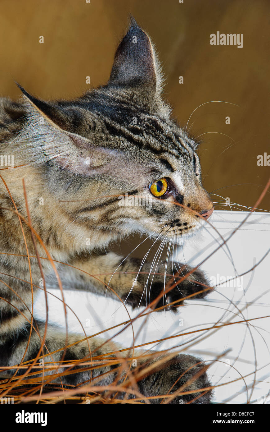 Cat ready to pounce hi-res stock photography and images - Alamy