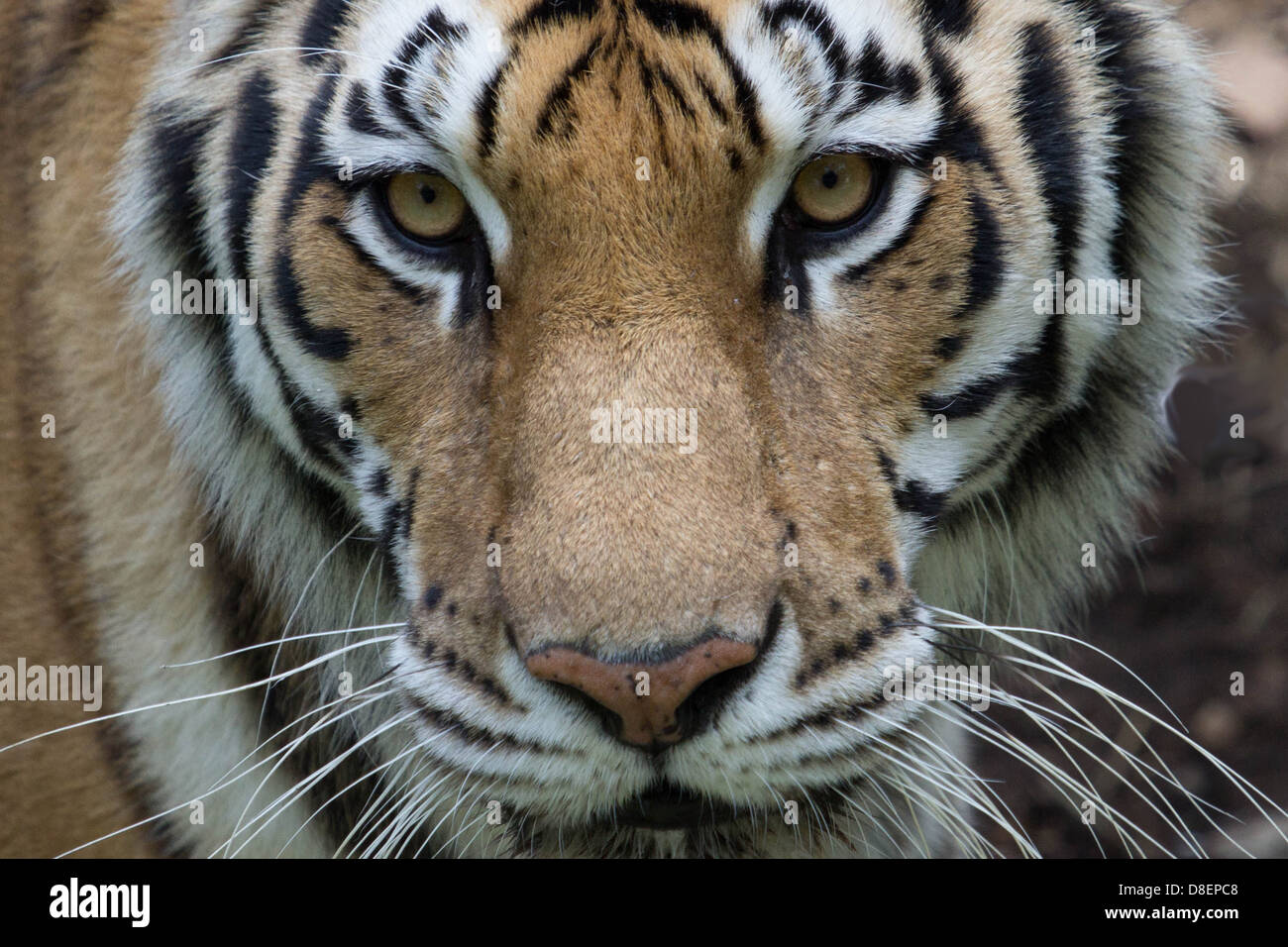 An image showing a female tiger at a California zoo in May 2013 Stock ...
