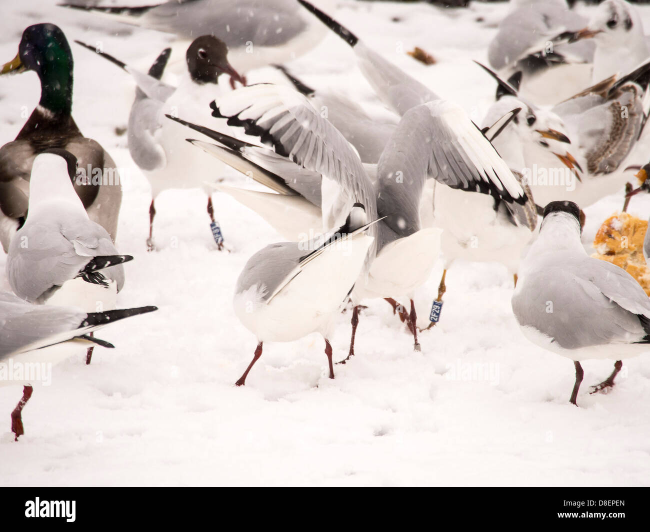 Birds competing for food in the winter snow, Windermere Lake, Lake ...