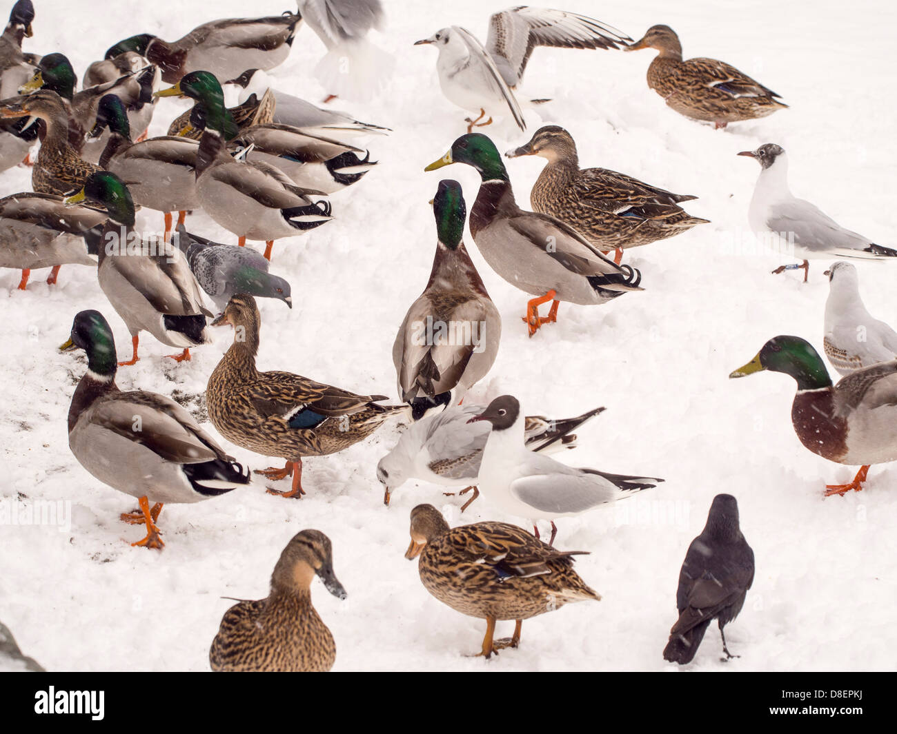 Birds competing for food in the winter snow, Windermere Lake, Lake ...