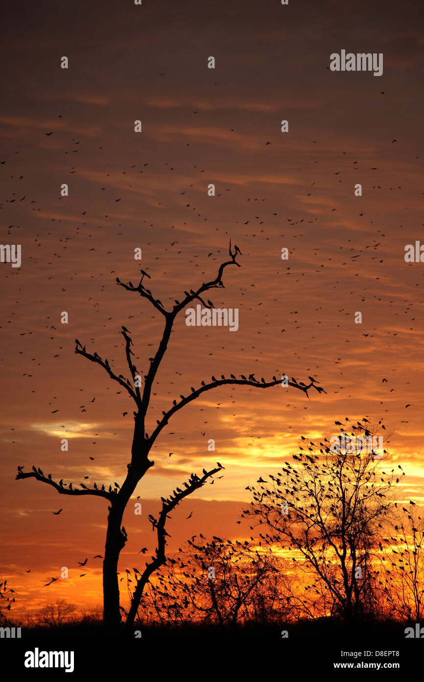 birds roosting in tree Stock Photo - Alamy