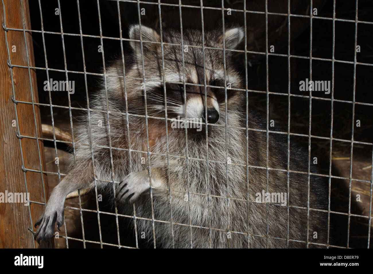 Animal in enclosure zoo hi-res stock photography and images - Alamy