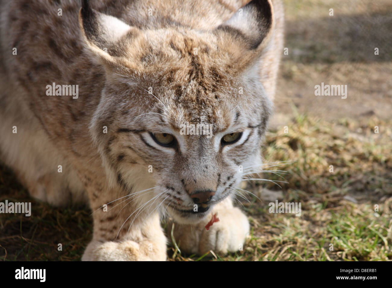 Lynx cat hi-res stock photography and images - Alamy