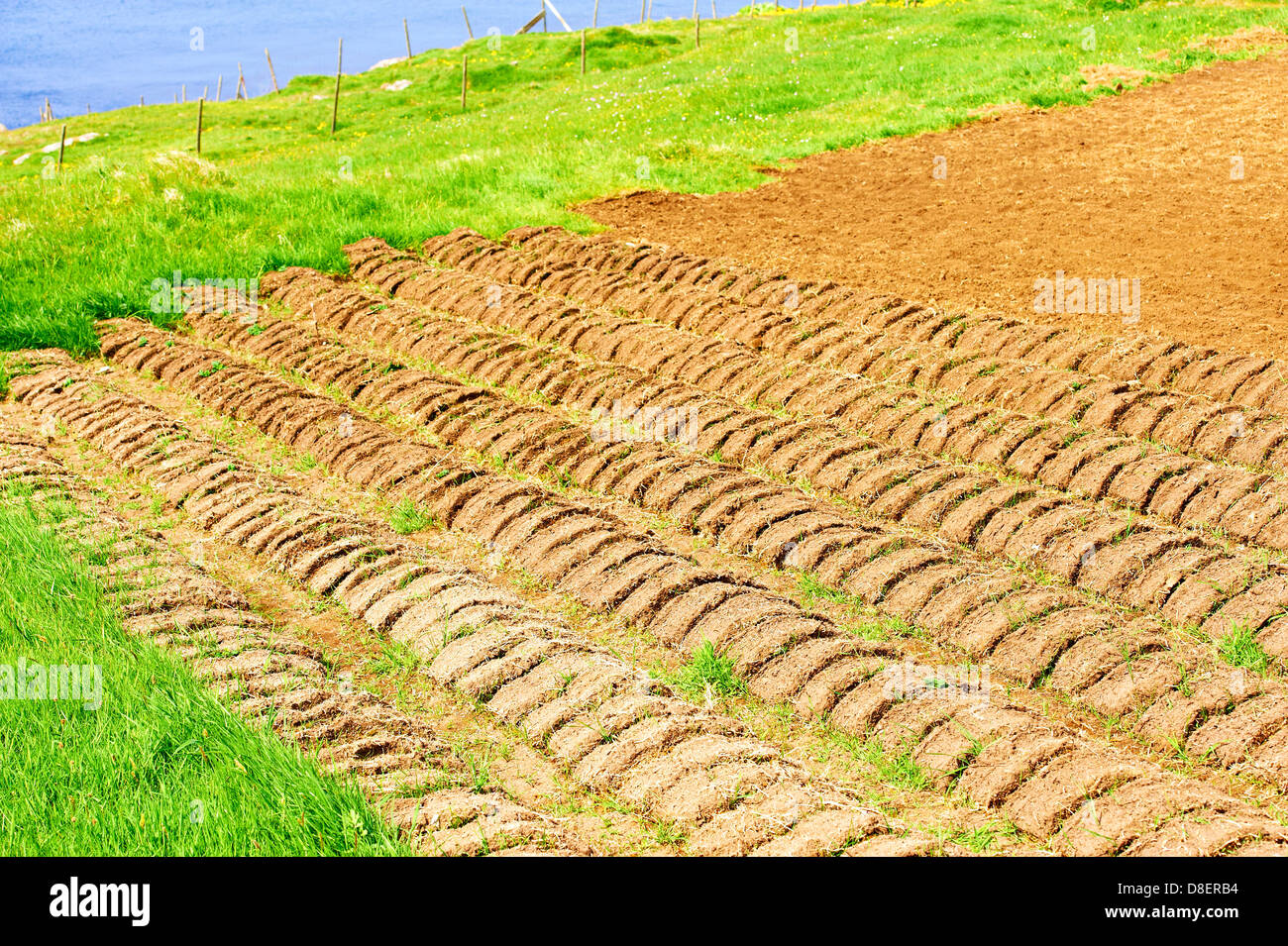 Green field potato crops hi-res stock photography and images - Alamy