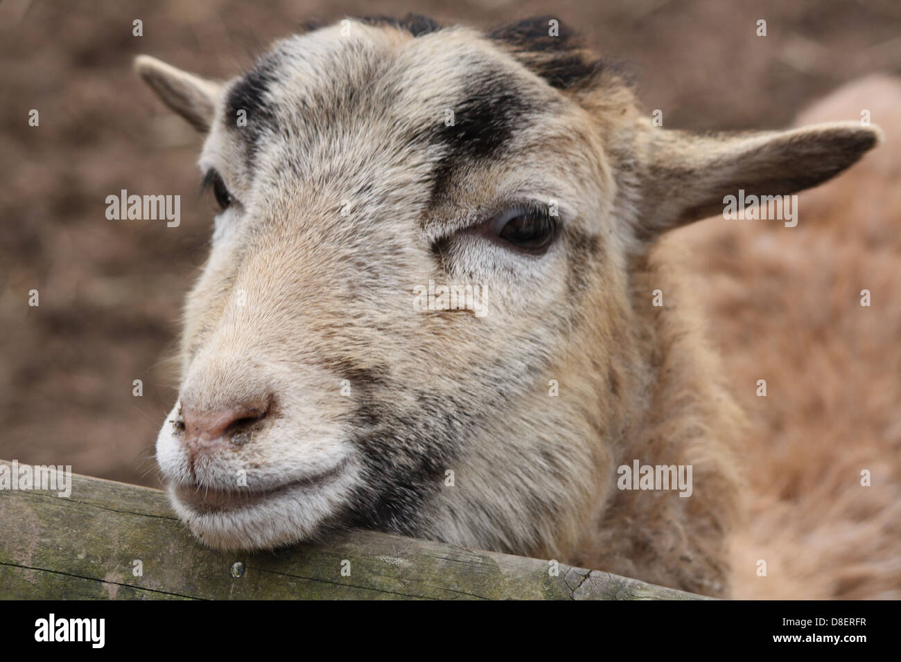 A goat with his head resting on a fence Stock Photo - Alamy