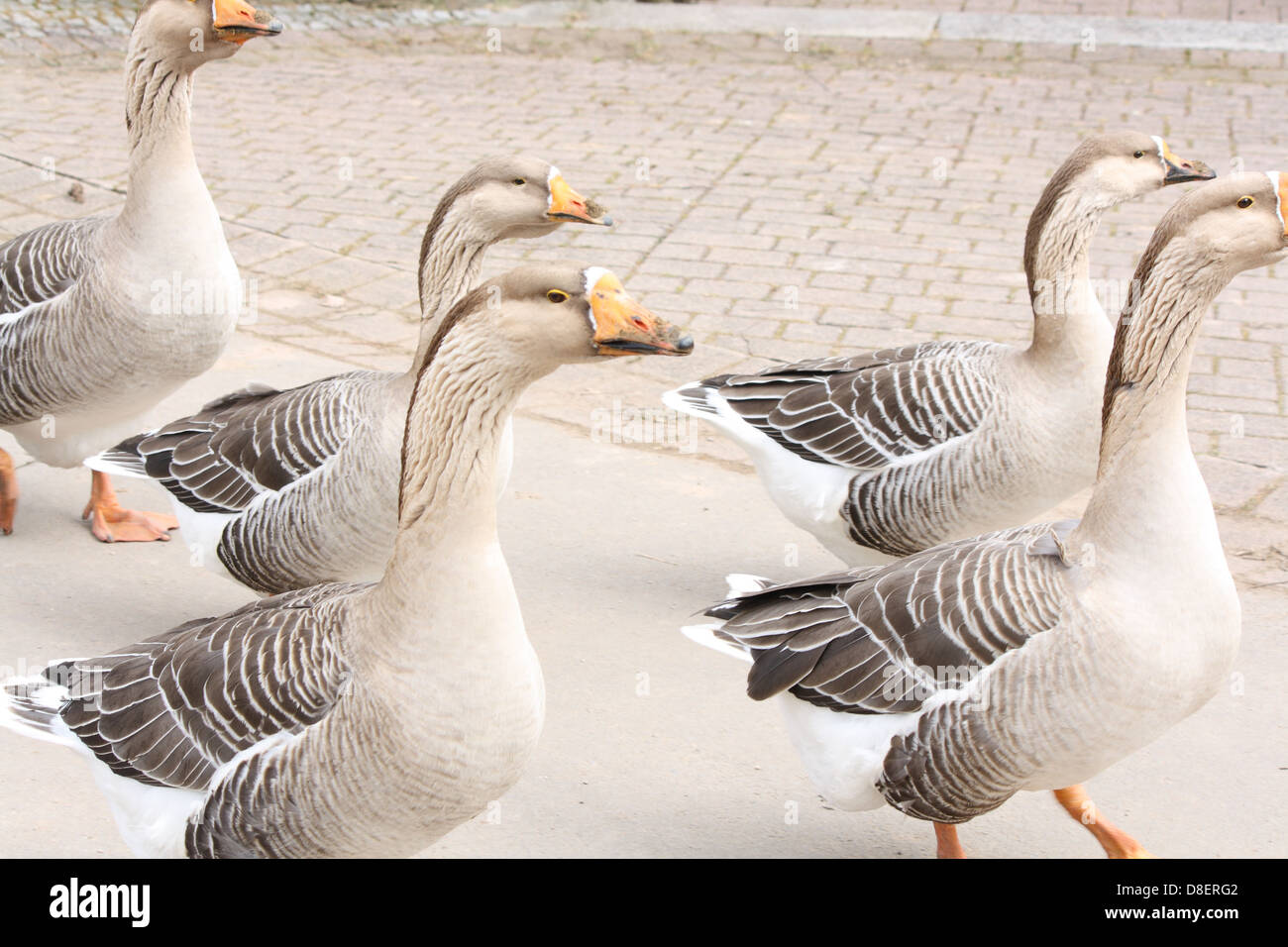 A flock of five geese walking together Stock Photo - Alamy