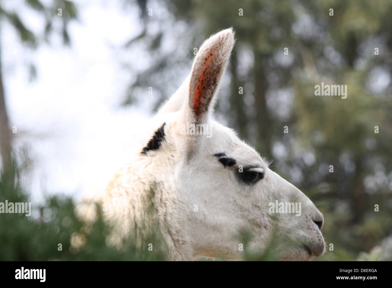 Llama side profile hi-res stock photography and images - Alamy