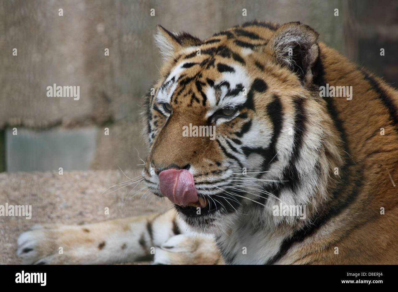 Tiger licking hips lips in a zoo enclosure Stock Photo - Alamy