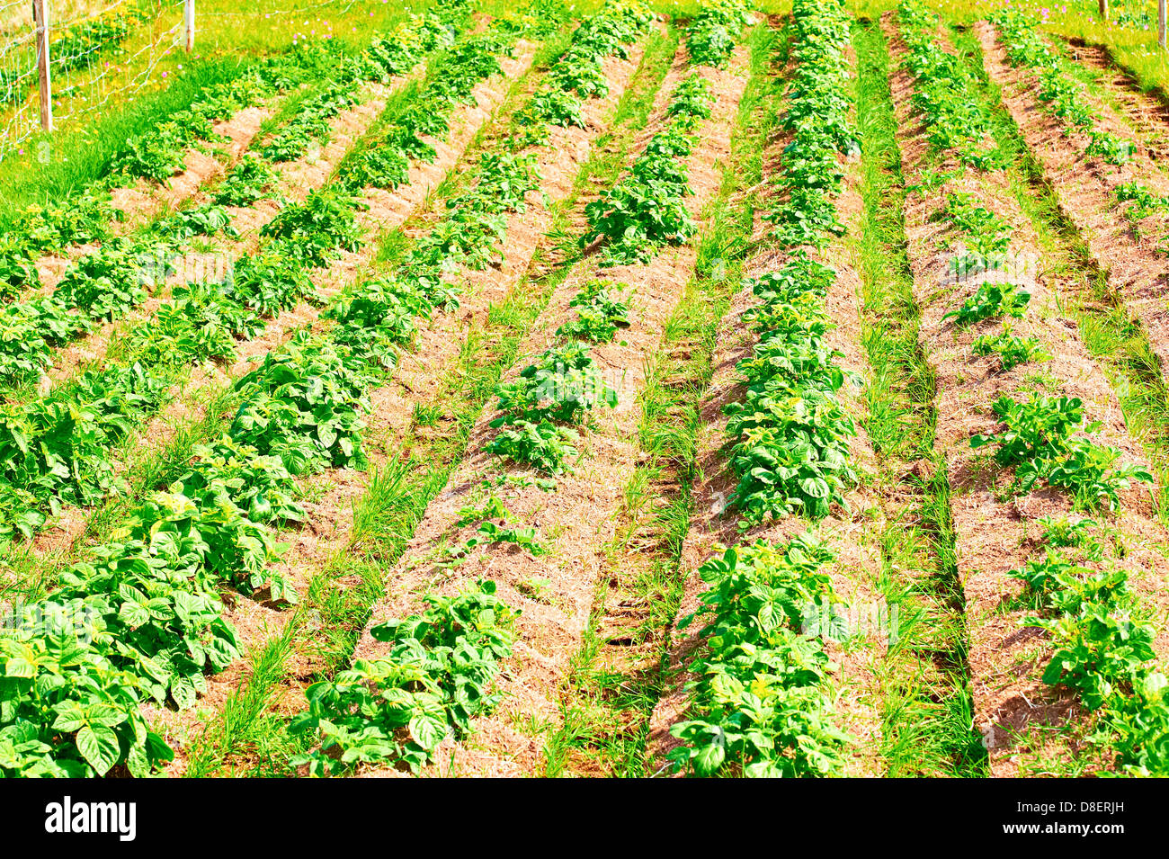 Green field potato crops hi-res stock photography and images - Alamy