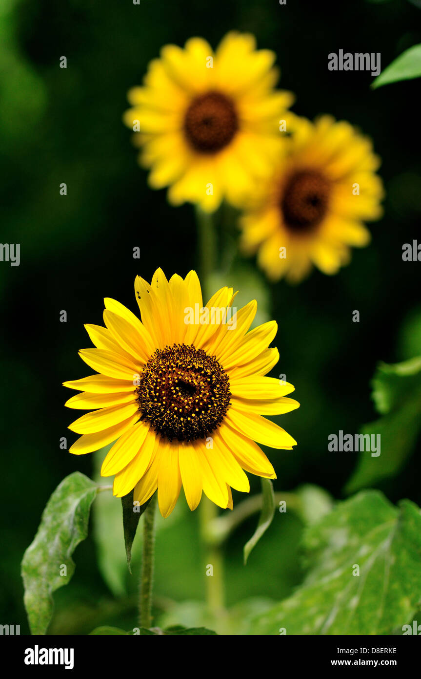 Yellow sunflowers hi-res stock photography and images - Alamy