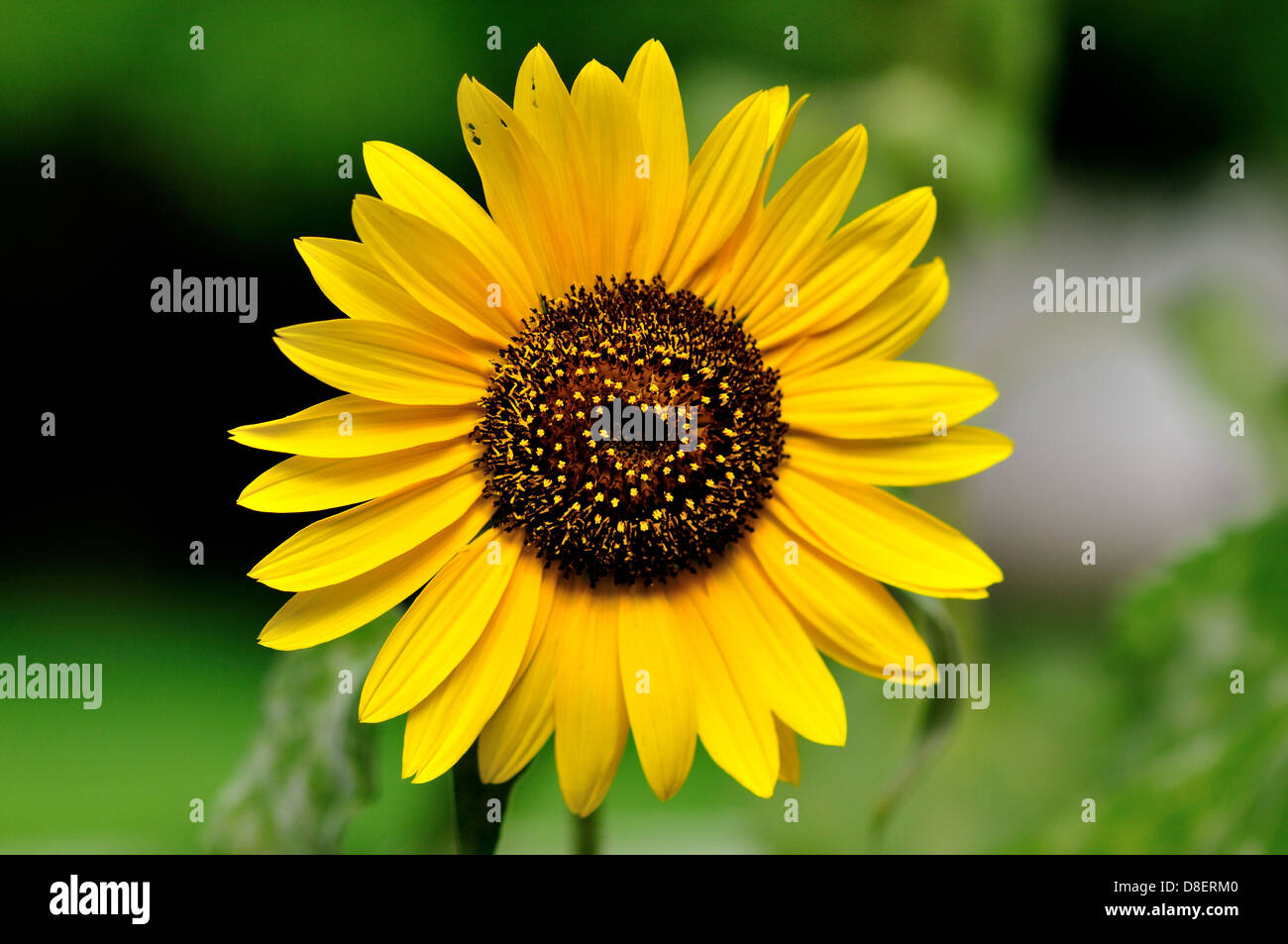 Sunflower single garden hi-res stock photography and images - Alamy