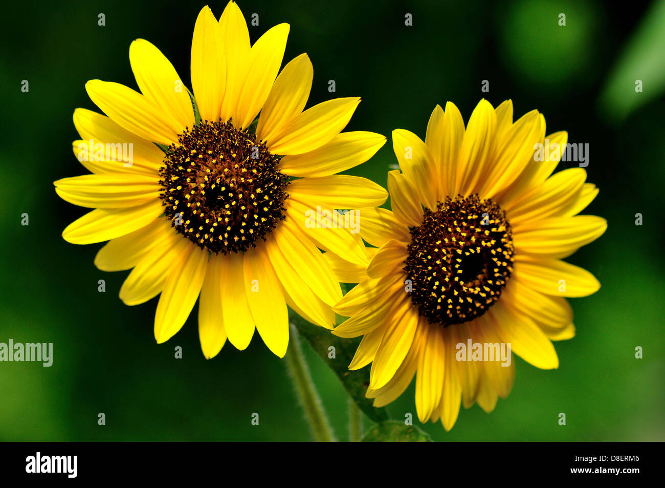 A pair of sunflowers Stock Photo - Alamy