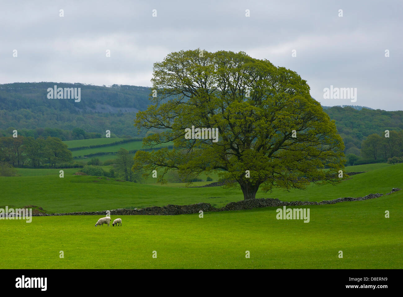 Farming landscape near Bowland Bridge, South Lakeland, Lake District ...