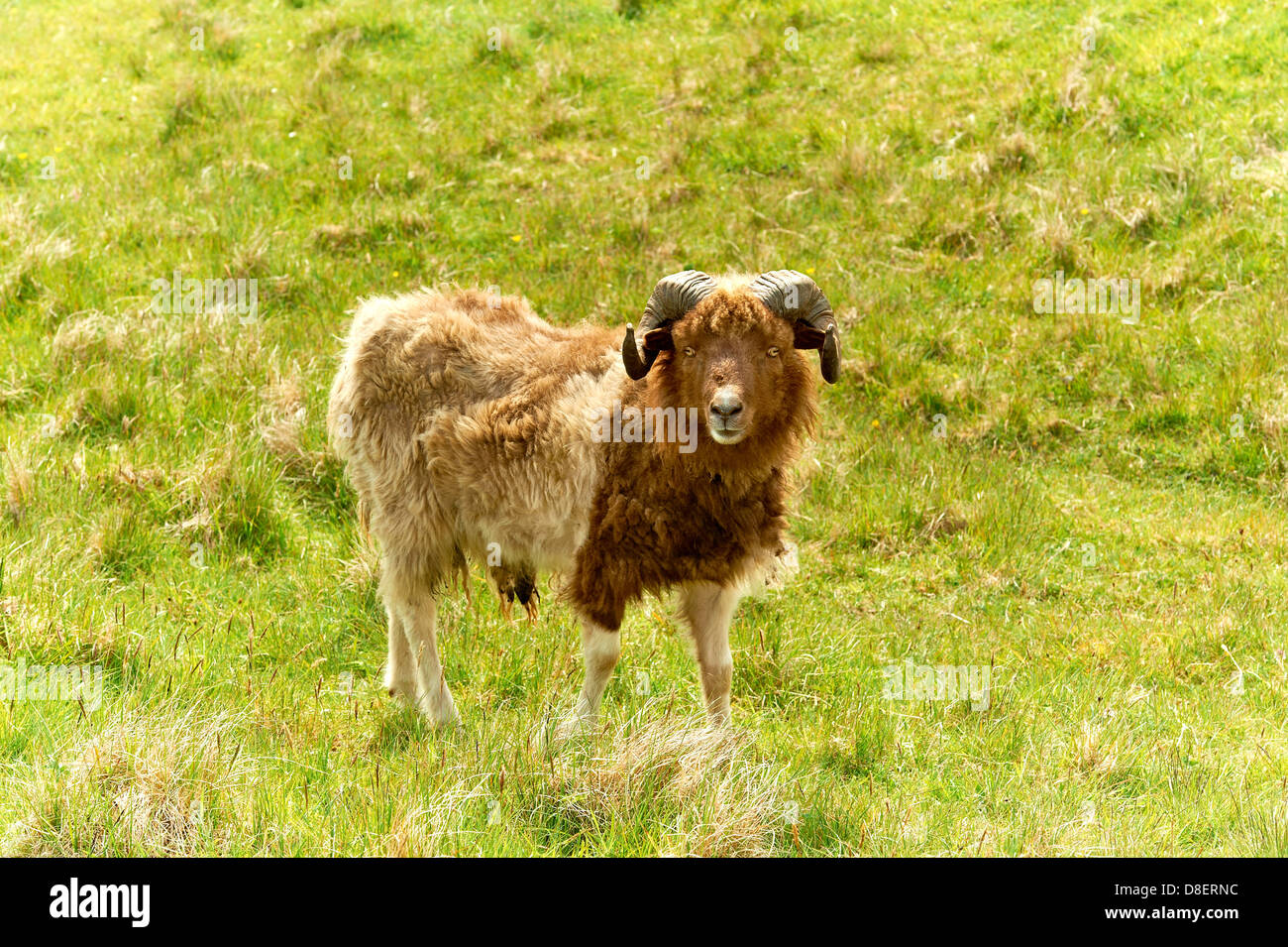 Adult ram sheep in a grass field Stock Photo - Alamy