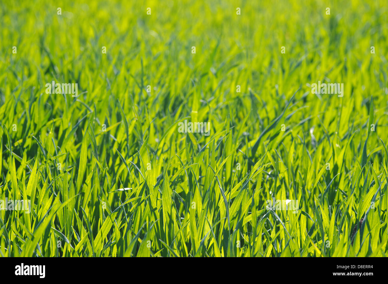 Perfect green grass background in spring with lots of space Stock Photo ...