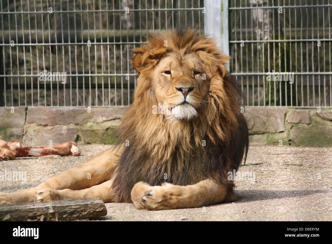 Lion sitting down hi-res stock photography and images - Alamy