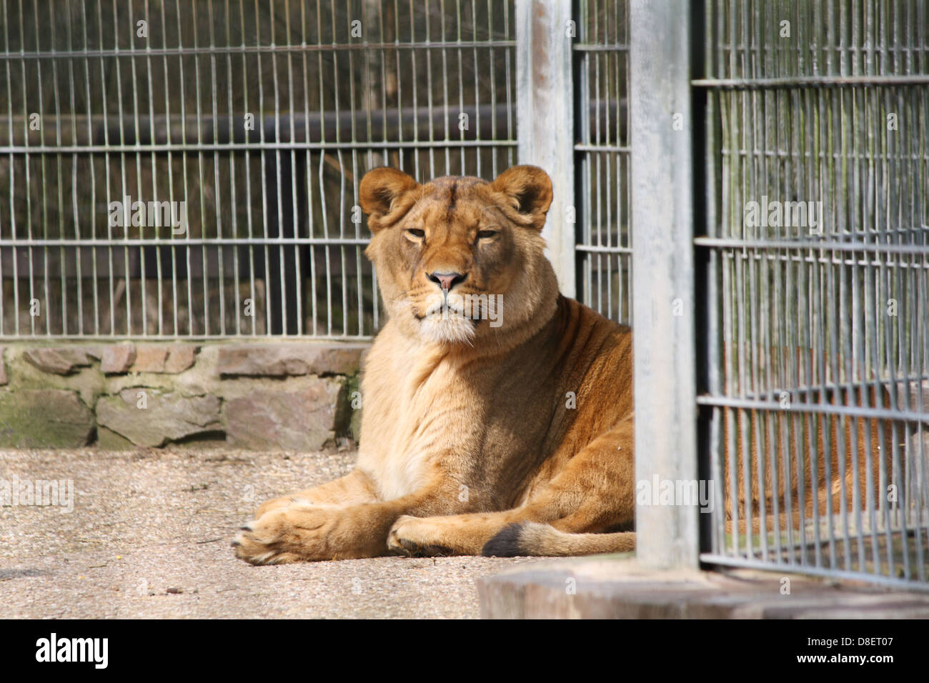 Lion in enclosure hi-res stock photography and images - Alamy